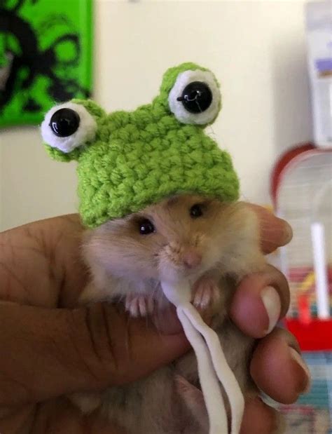 Hamster Hat Cute Animals Acessórios Para Hamster Hamster Hamsters Fofos