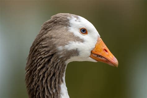 Graylag Goose Domestic Type Ebird
