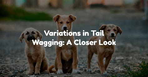 Why Dogs Wag Their Tails Decode Their Emotions And Signals Oodlelife®