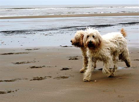 Hunde Am Strand Von Noordwijk 2 Foto And Bild Tiere Haustiere Hunde