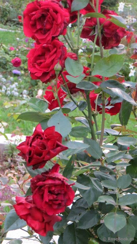 Галерея Ulo Энциклопедия роз