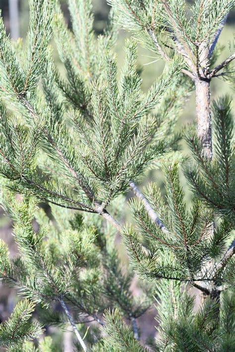 Many Small Evergreen And Coniferous Spruce Trees Growing On A Hill