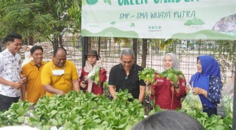 Kolaborasi Dengan Fakultas Pertanian Sma Wijaya Putra Panen Sawi