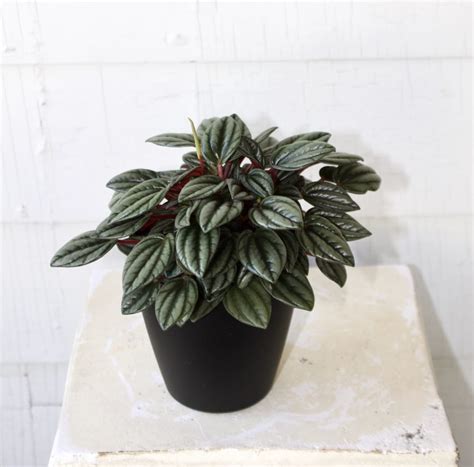 Peperomia Party A Guide To Peperomia Leaf And Paw