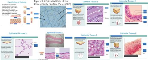 Lab Human A P Epithelial Tissue Diagram Quizlet