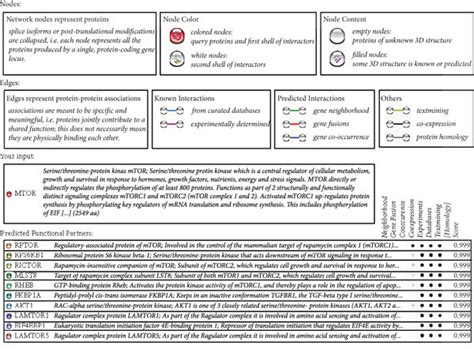 The Relationship Of Mtor Protein Assessed By The String Tools At Least