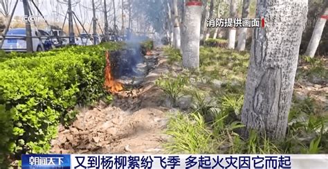 警惕又到杨柳絮纷飞季 路人小心别惹火 搜狐大视野 搜狐新闻