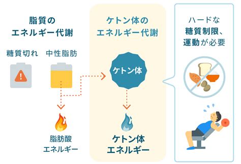 新しいアプローチ「ケトン体の摂取」｜ケトン体の摂取｜ケトン体で自分らしい体型へ