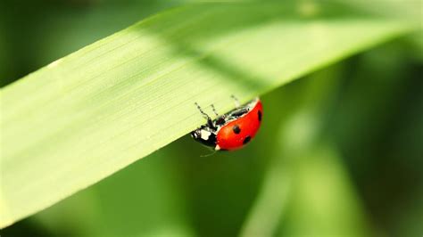 Ladybug Hd Wallpapers Backgrounds