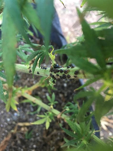 What Are These Black Blobs R Herbgrow