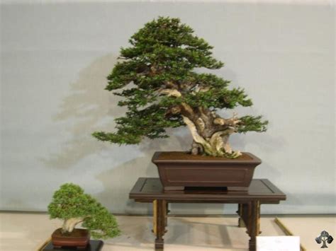 Care Guide For The Yew Bonsai Tree Taxus Or Taxaceae Bonsai Tree