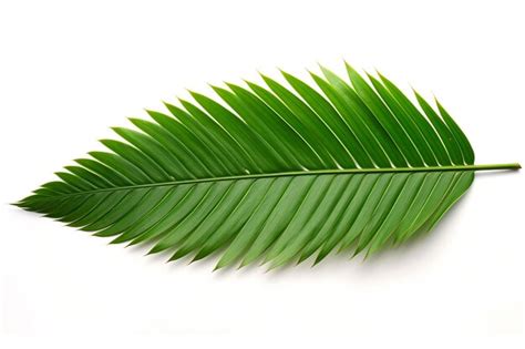 Premium Ai Image Coconut Leaf