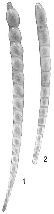 Worms World Register Of Marine Species