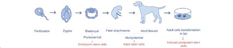 Stem Cells Differentiation Download Scientific Diagram