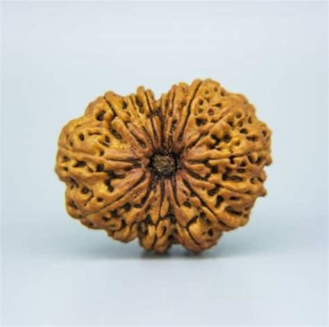 Teen Mukhi Rudraksha तीन मुखी रुद्राक्ष धारण करने के क्या हैं फायदे