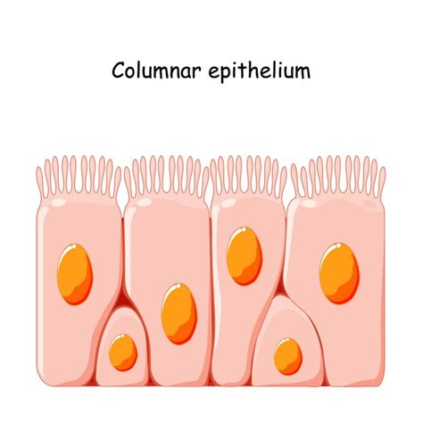 Ciliated Columnar Epithelium