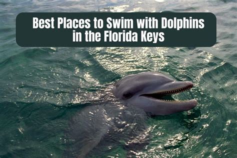 Best Places To Swim With Dolphins In The Florida Keys