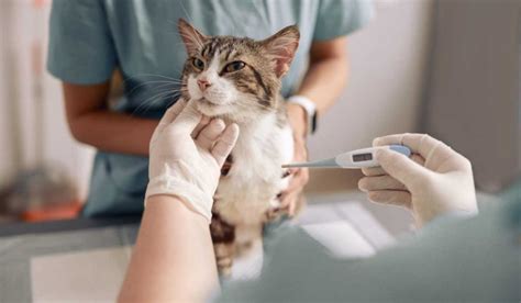 11 Signs Your Cat Is Nearing The End Of Their Life