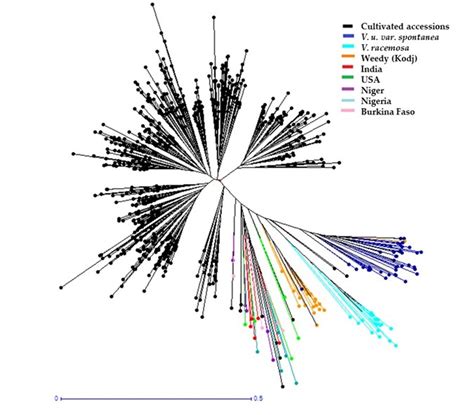 Management Of Cowpea Vigna Unguiculata L Walp Germplasm Diversity In Senegal A Crucial