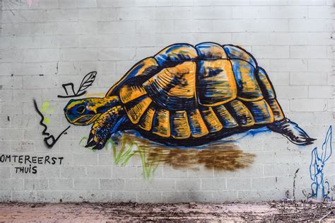 Turtle Graffiti Mural Free Photo On Pixabay Pixabay