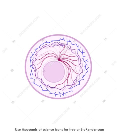 Free Cytoskeleton On Cell Icons Symbols And Images Biorender
