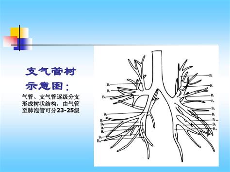 肺部ct解剖结构 Word文档在线阅读与下载 无忧文档
