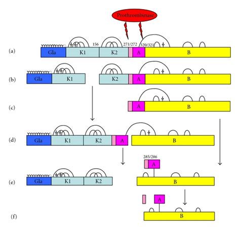Activation Of Thrombin By The Prothrombinase Complex Reviewed In [4