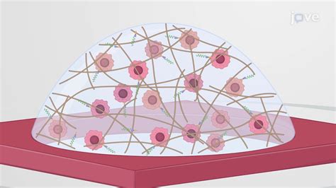 A Hyaluronic Acid Based Hydrogel For 3 Dimensional Culture Of Glioblastoma Cells