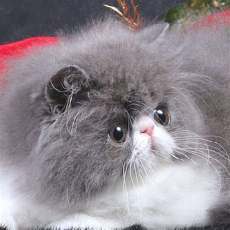 Squished Face Love It Cute Cats Kittens Cutest Cute Cats And Kittens