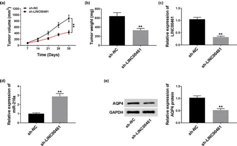 Knockdown Of Linc00461 Restricted The Tumor Growth Of Glioma Cells In