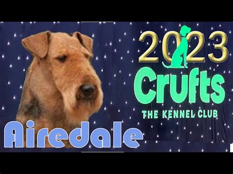 Son Airedale Terriers Buenos Perros