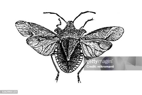 6 Legged Insect Photos And Premium High Res Pictures Getty Images