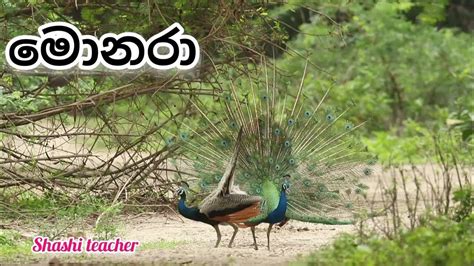 මොනරා කුරුලු ලොවේ තොරතුරු Youtube