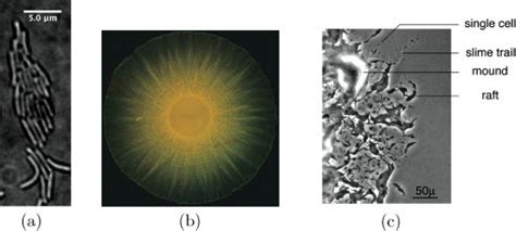 Color Online A Myxococcus Xanthus Cells Aligned Together Into A