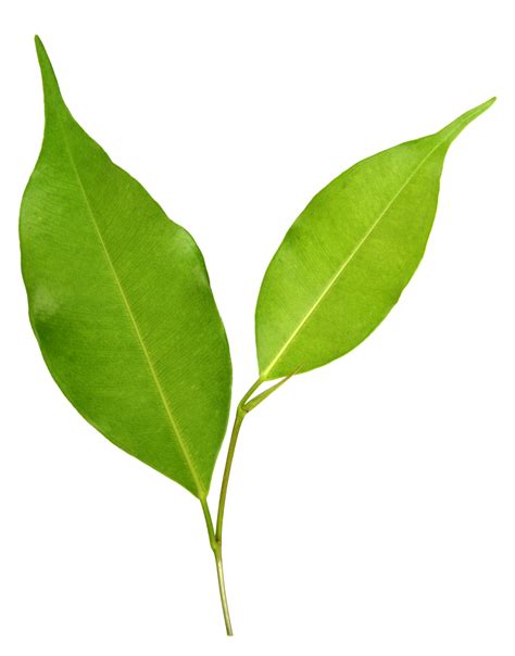 Green Leaf On Transparent Background Png File 9664930 PNG
