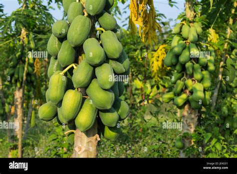 Papaya Baum Mit Tropischer Frucht In Einer Landwirtschaftlichen Farm