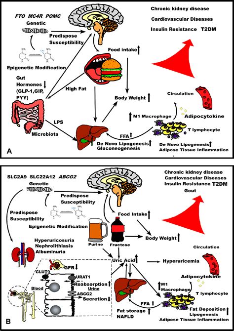 Figure 1 From Converging Relationships Of Obesity And Hyperuricemia