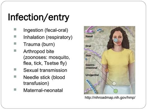 2 Pathogenesis Of Bacterial Infectionppt