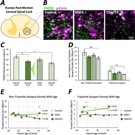 Tripartite Synapse