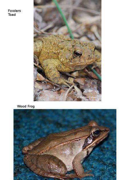 Reptile And Amphibian Slides Pdf