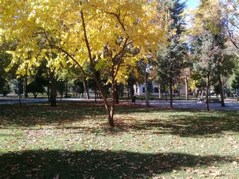 پاییز فصلی رنگارنگعلت علمی برگ ریزان در فصل پاییز