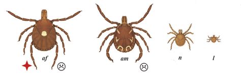 Tick Identification Ticks