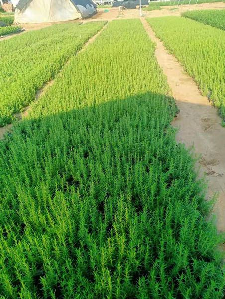青州草花宿根地被花卉丛生福禄考小苗种植三色堇小苗出售水生植物种植基地青州市杰浩花卉苗木专业合作社
