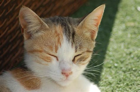 猫の模様は何種類ある柄の名前や性格について解説 ネコマガ