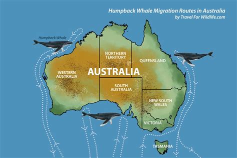 Whale Watching In Australia When And Where To Go Travel For Wildlife