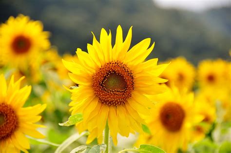 過去の写真夏花7月ひまわり 綺麗な写真 日々出来事