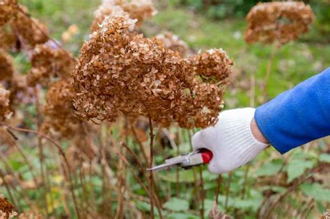Pruning Incrediball Hydrangea