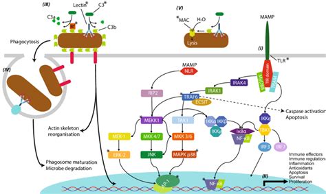 toll like receptor signalling pathways and the complement system i
