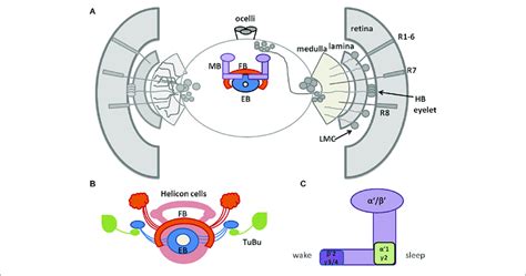 A Schematic Representation Of Drosophila Sleep Centers And Structures