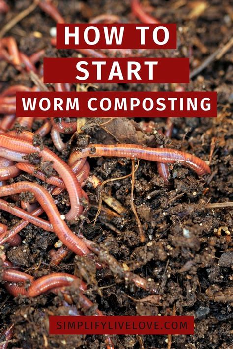 Worm Composting 101 A Beginner S Guide
